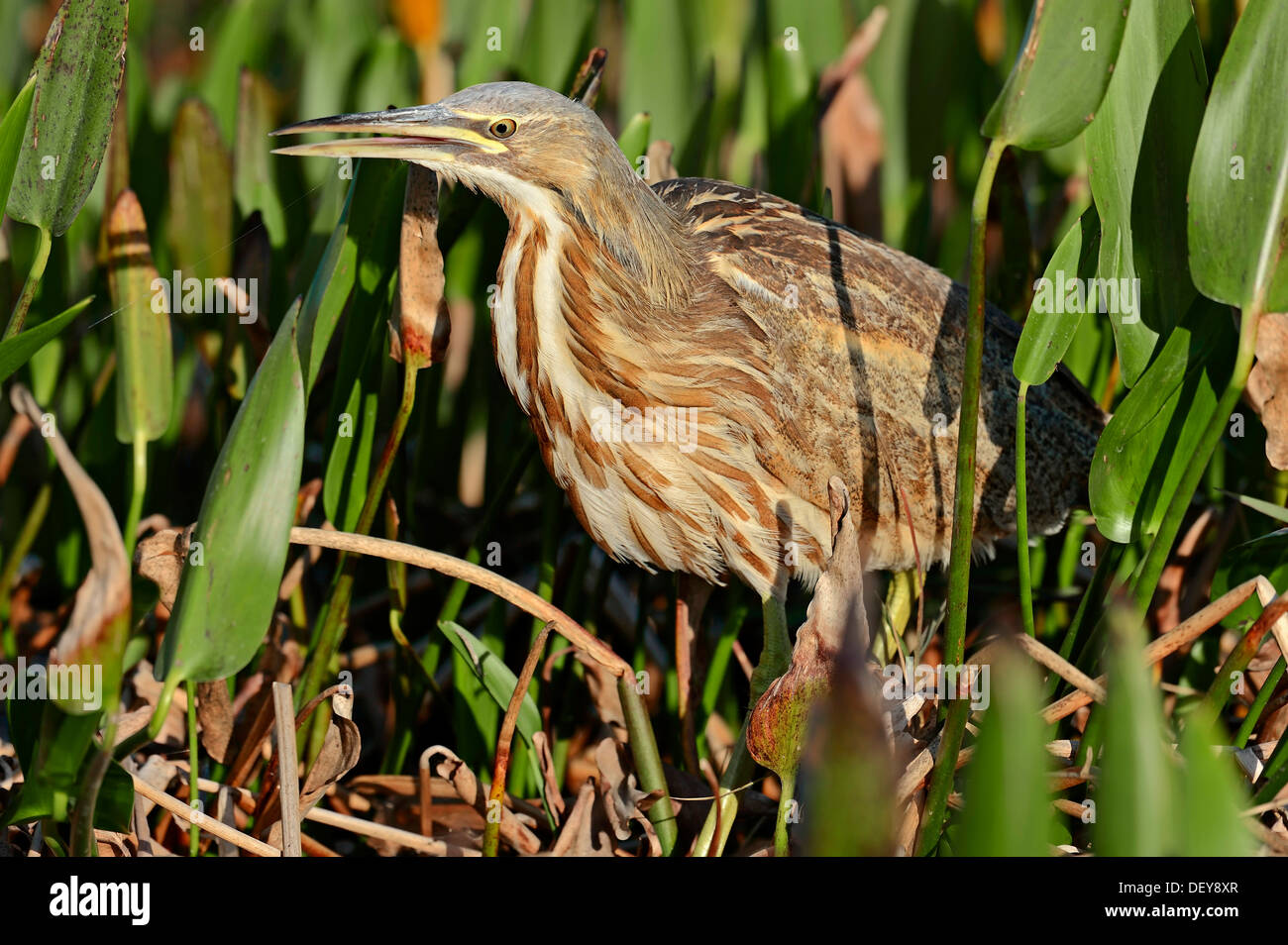 American Bittern (Botaurus lentiginosus), Everglades National Park ...