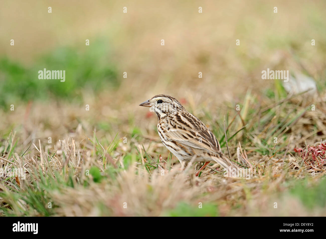 Savannah Sparrow (Passerculus sandwichensis) in the grass, Florida ...