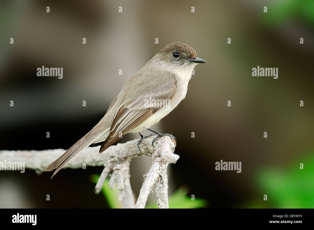 Eastern Phoebe (Sayornis phoebe), Everglades National Park, Florida ...