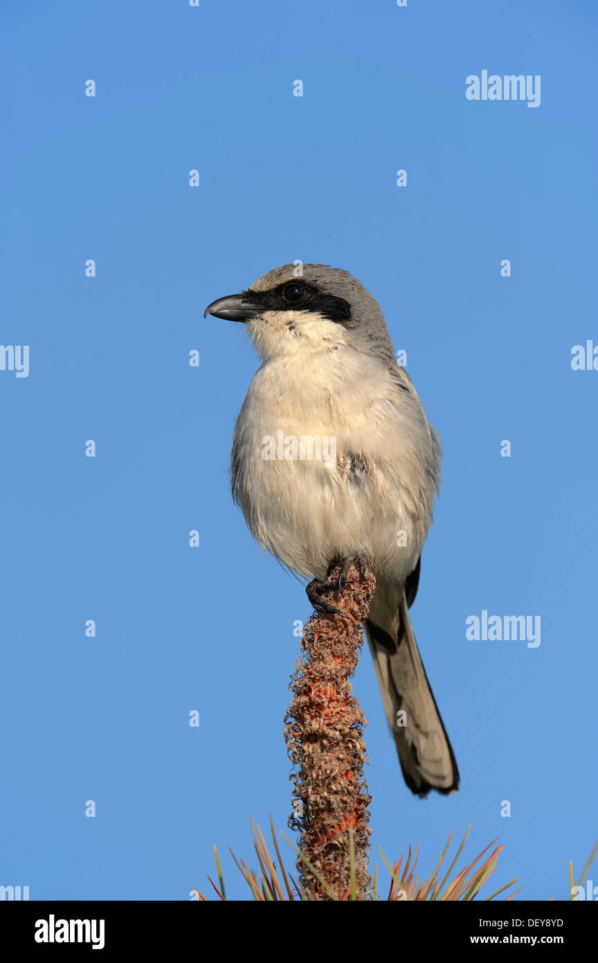 Loggerhead shrike lanius ludovicianus hi-res stock photography and ...
