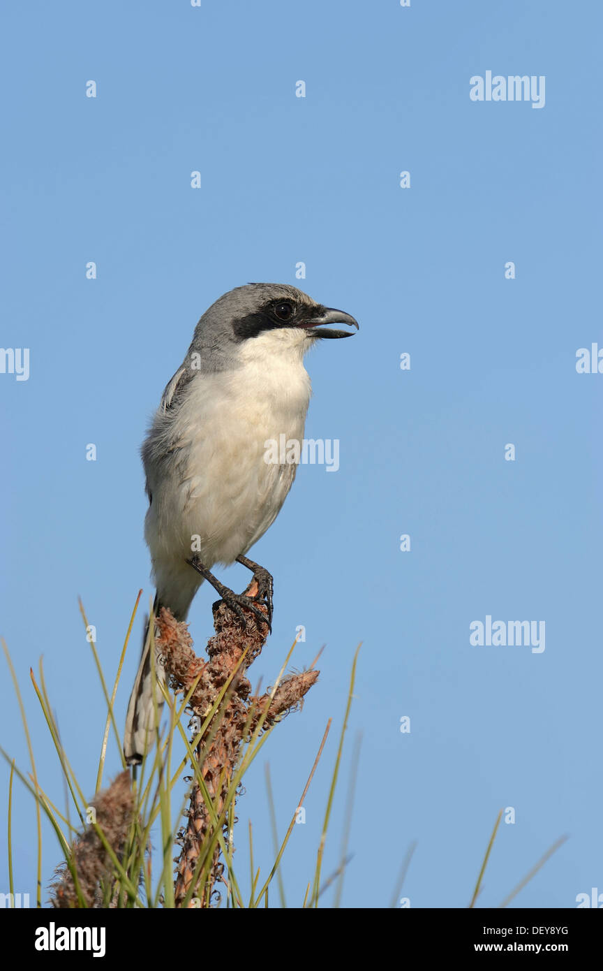 Loggerhead Shrike (Lanius ludovicianus), Florida, United States Stock ...