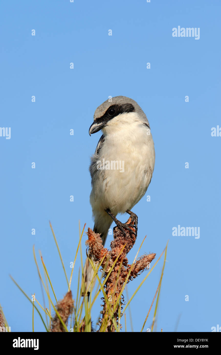 Loggerhead Shrike (Lanius ludovicianus), Florida, United States Stock ...