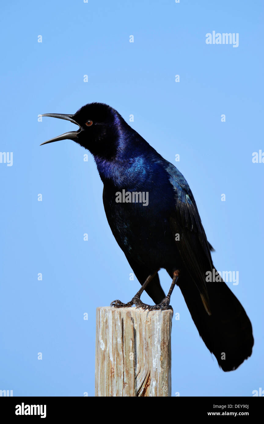 Boat-tailed Grackle (Quiscalus major), male singing, Florida, United ...