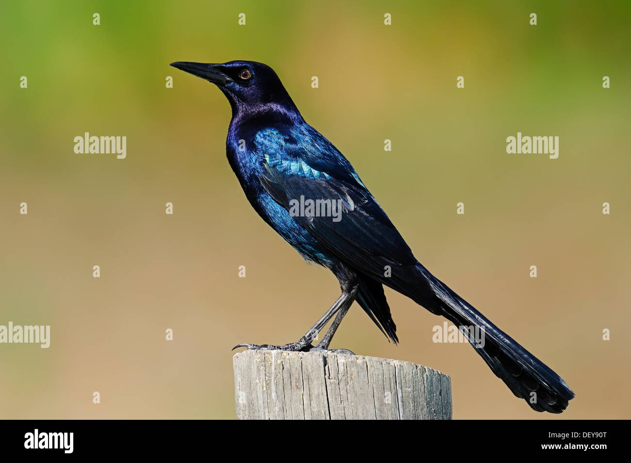 Boat-tailed Grackle (Quiscalus major), male perched on a fence post ...