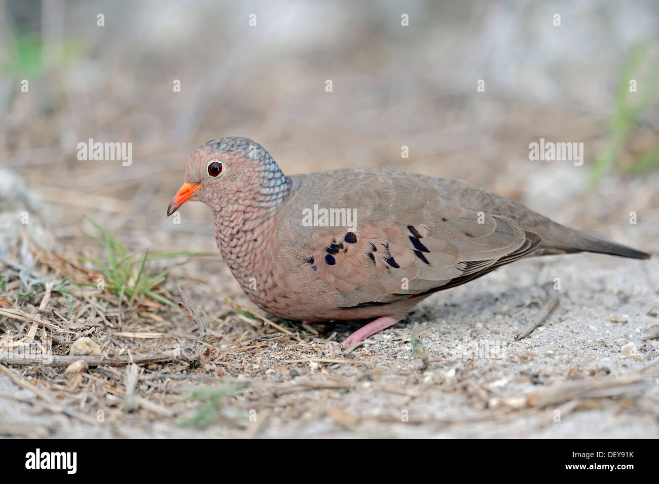 Common Ground Dove (Columbina passerina), male, Sanibel Island, Florida ...