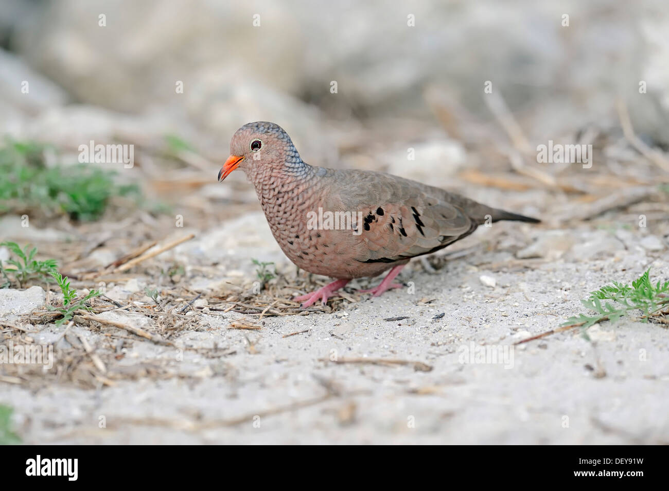 Common Ground Dove (Columbina passerina), male, Sanibel Island, Florida ...