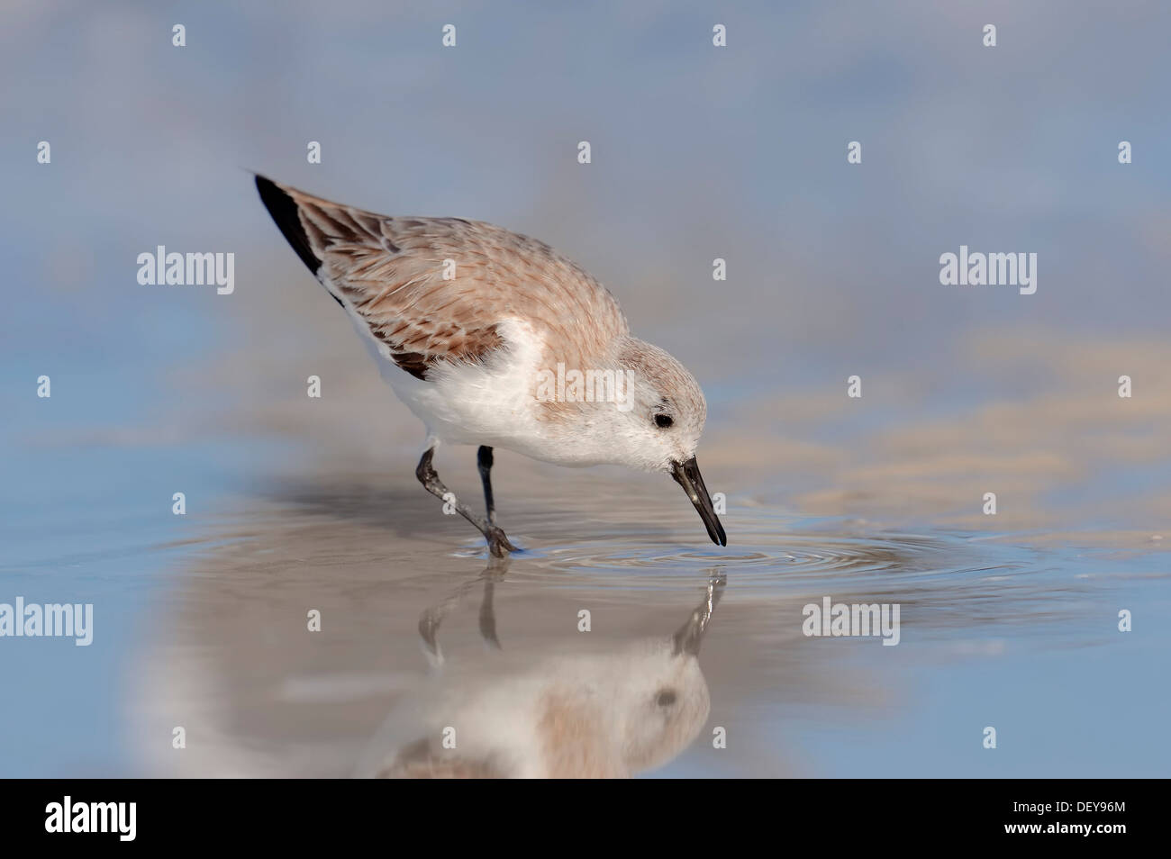 Sanderling (Calidris alba) in winter plumage, foraging for food ...