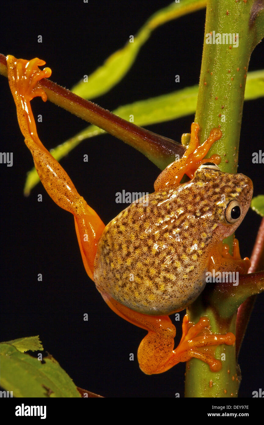 Starry night reed frog hi-res stock photography and images - Alamy