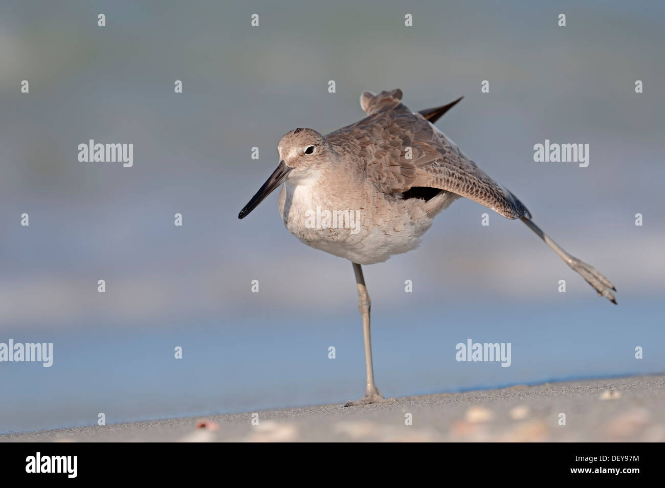 Willet (Tringa semipalmata, Catoptrophorus semipalmatus) in winter ...