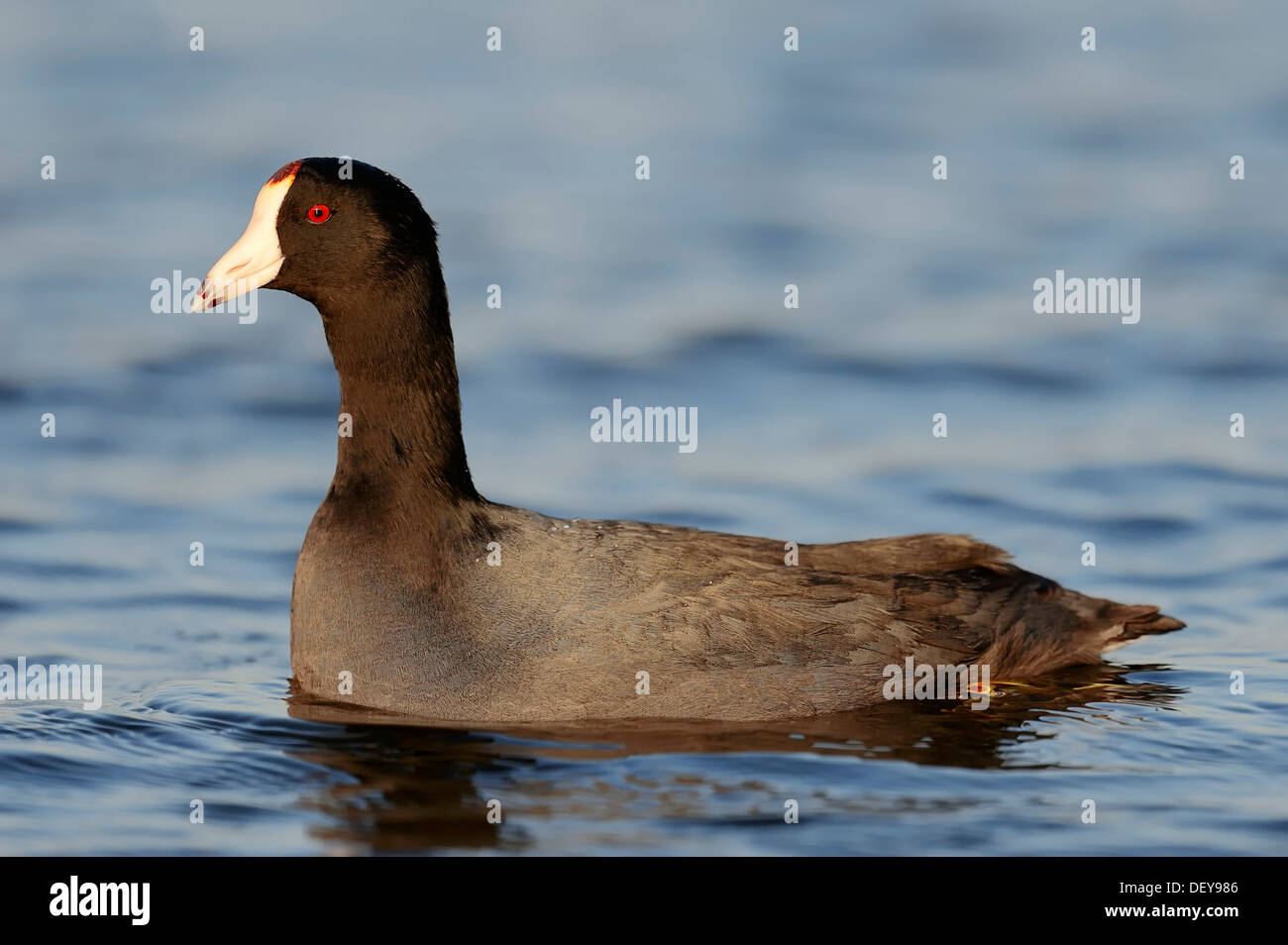 American Coot or Mud Hen (Fulica americana), Florida, United States ...