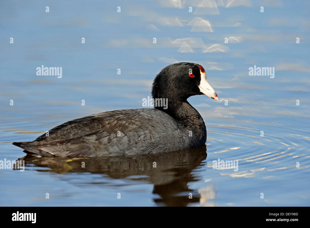 American Coot or Mud Hen (Fulica americana), Florida, United States ...