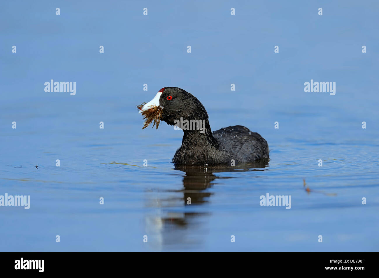 Mud hen hi-res stock photography and images - Alamy