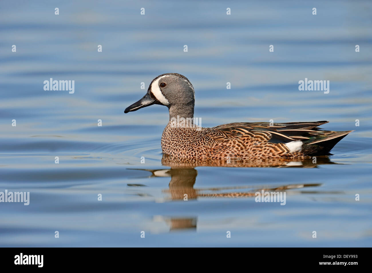 Blue-winged Teal (Anas discors), drake swimming, Florida, United States ...