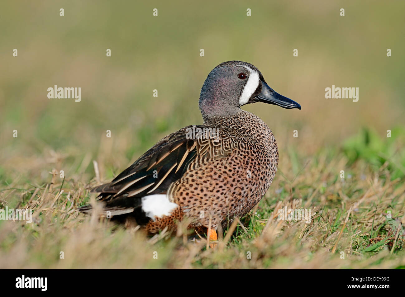 Blue-winged Teal (Anas discors), drake on the shore, Florida, United ...