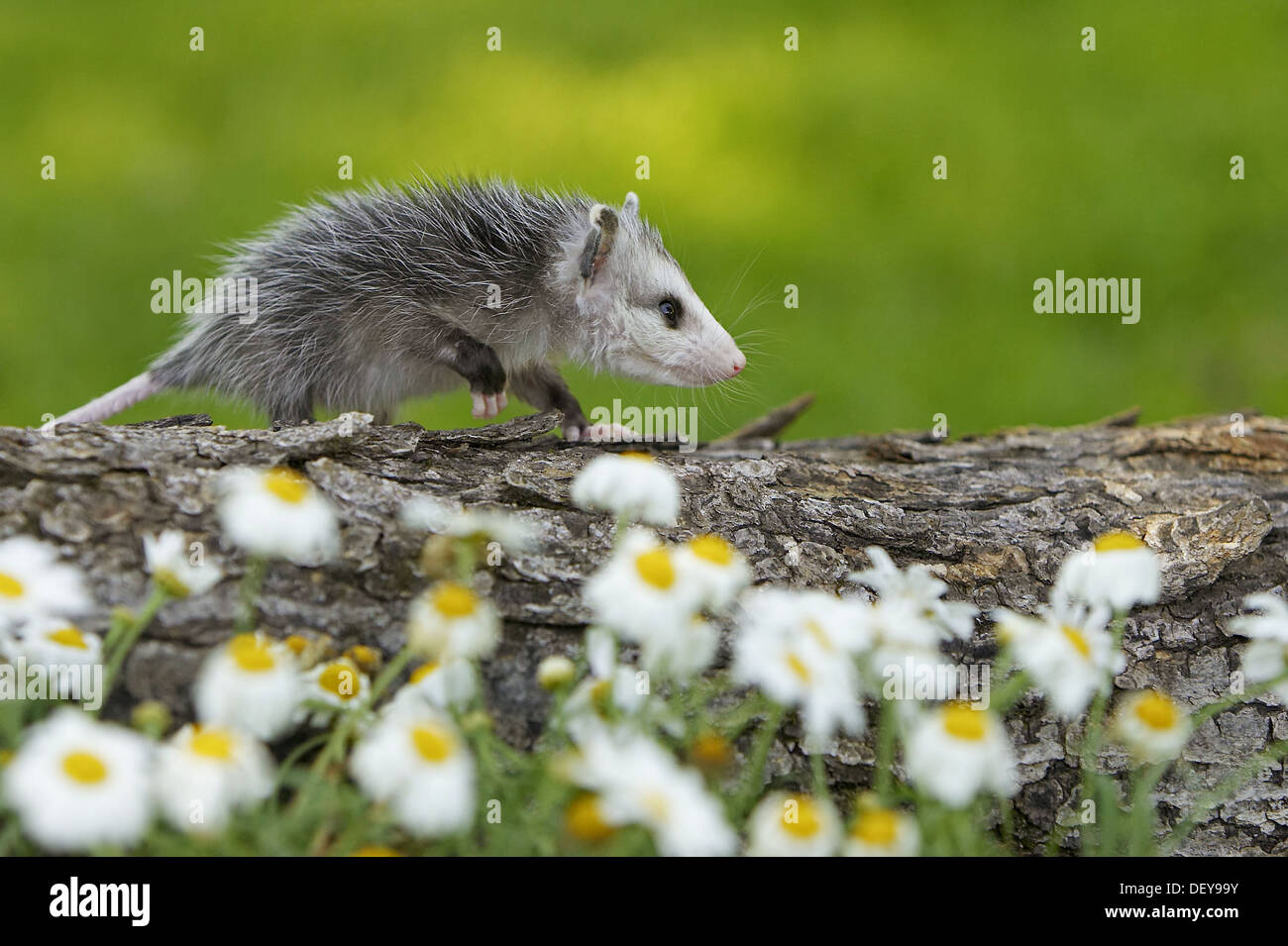 Didelphis opossum hi-res stock photography and images - Alamy