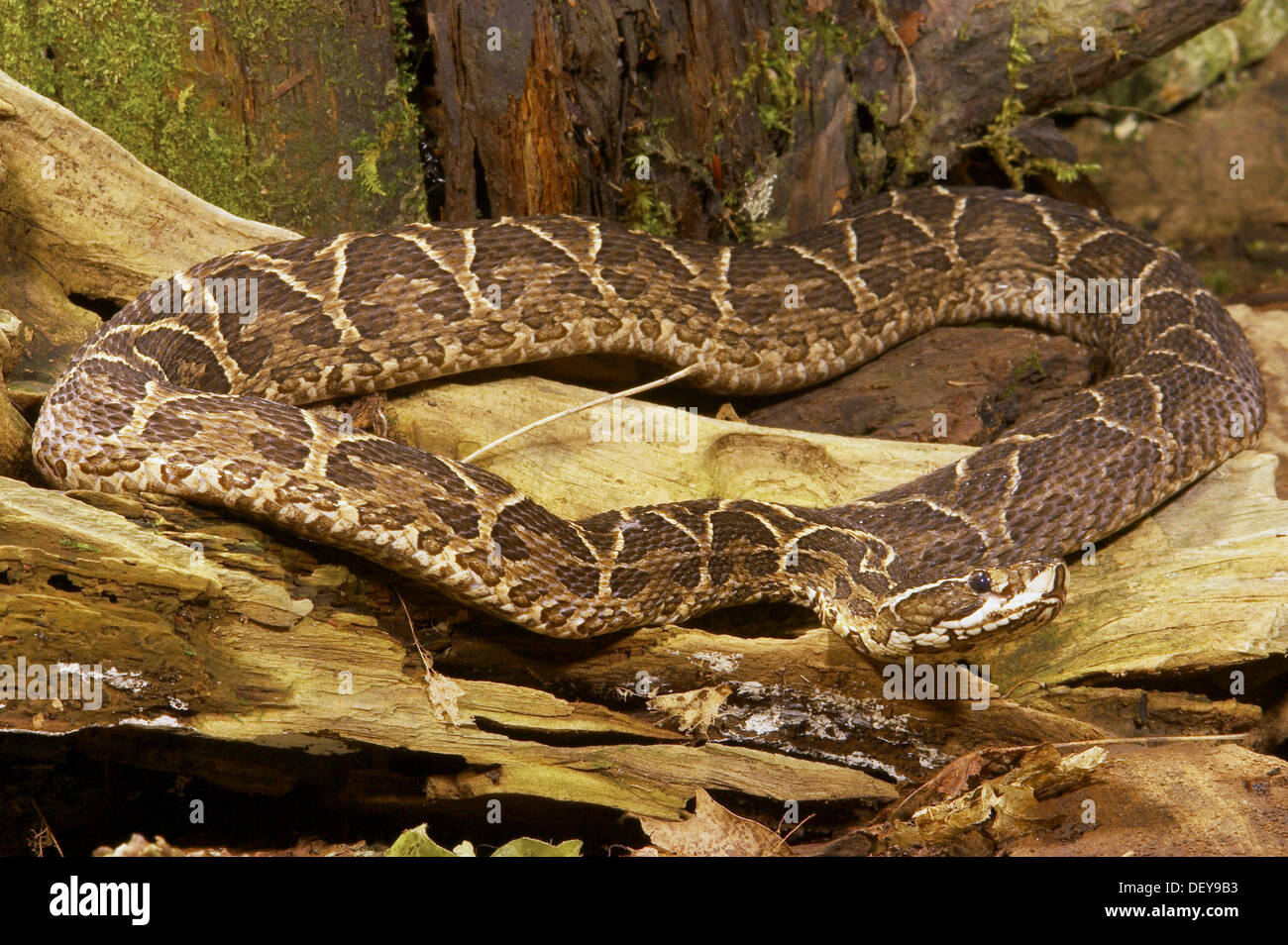 Urutu Snake High Resolution Stock Photography and Images - Alamy