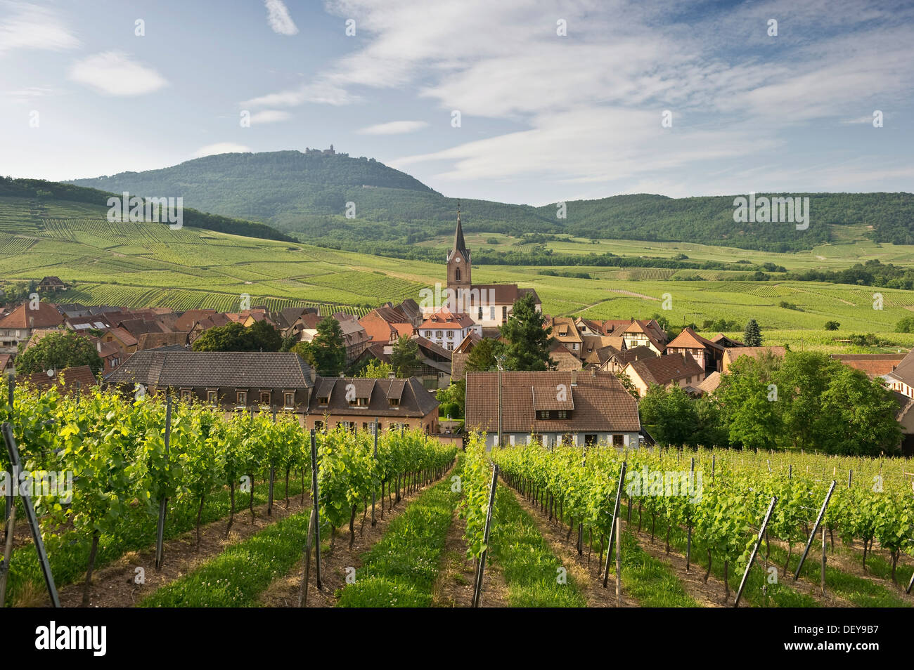 Rodern and vineyards, Chateau de Haut-Koenigsbourg at the rear, Alsace ...