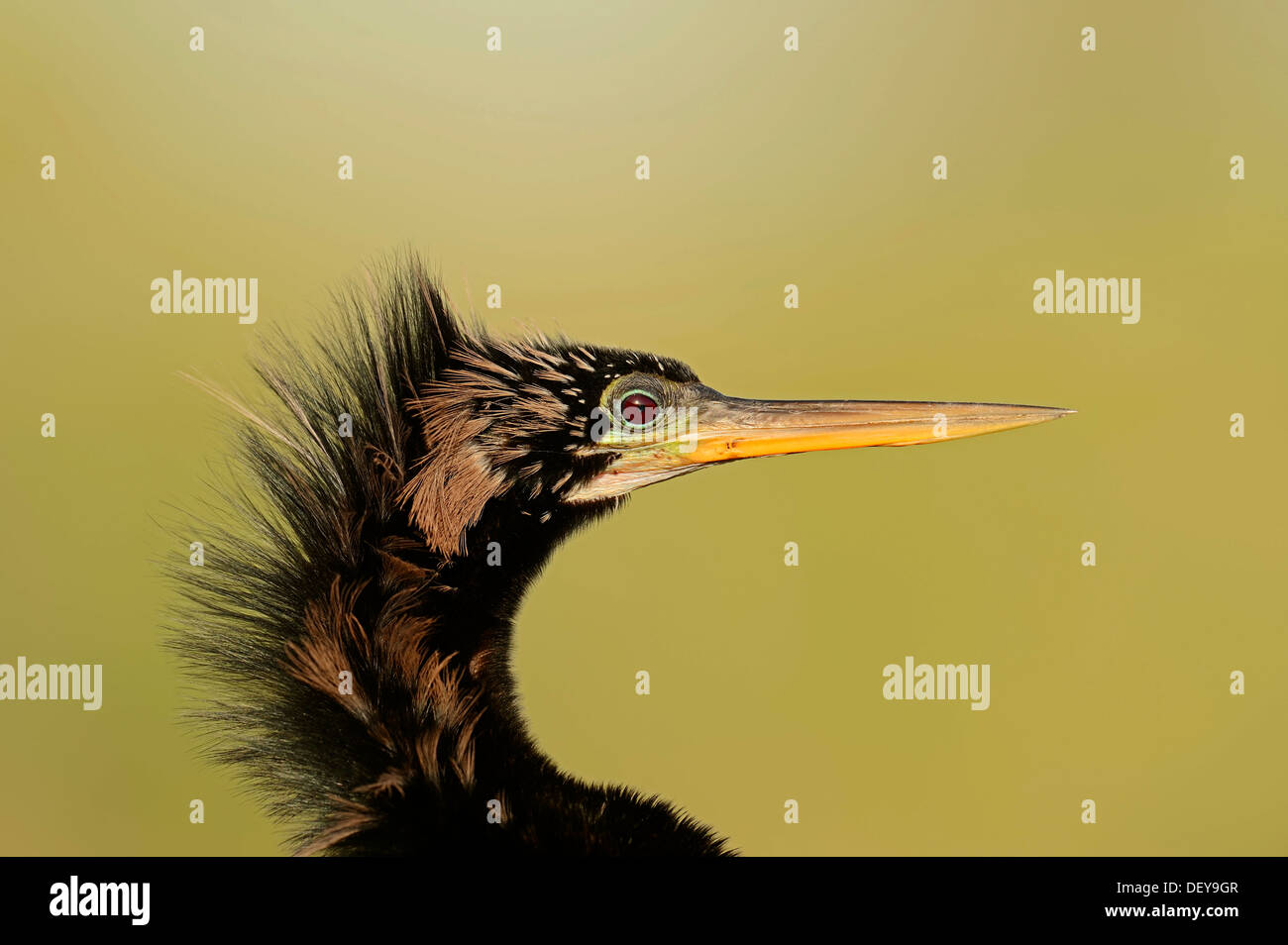 Male snake hi-res stock photography and images - Alamy