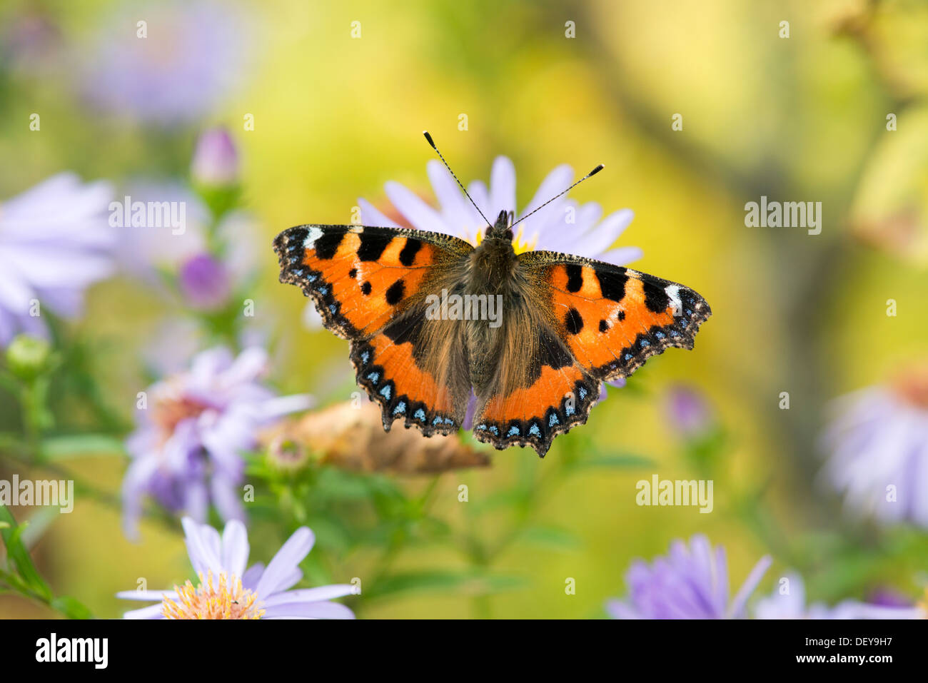 Small Tortoiseshell butterfly (Aglais urticae) - UK Stock Photo - Alamy
