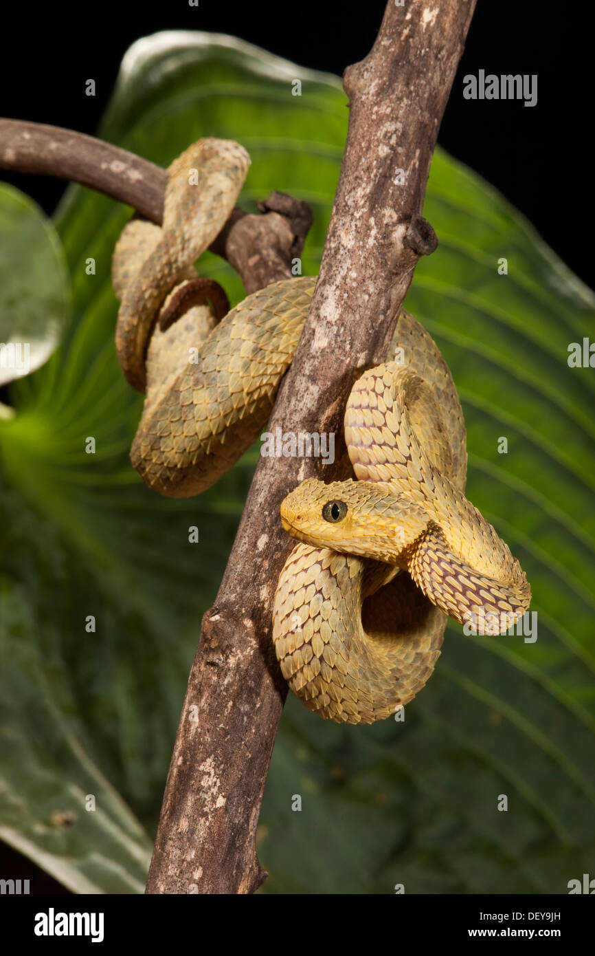 Atheris Squamiger Stock Photos & Atheris Squamiger Stock Images - Alamy