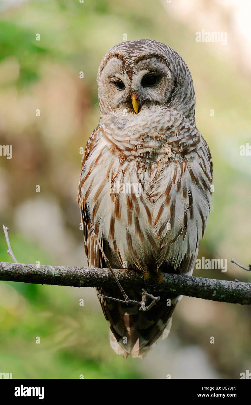 Barred Owl (Strix varia), Corkscrew Swamp Sanctuary, Florida, United ...