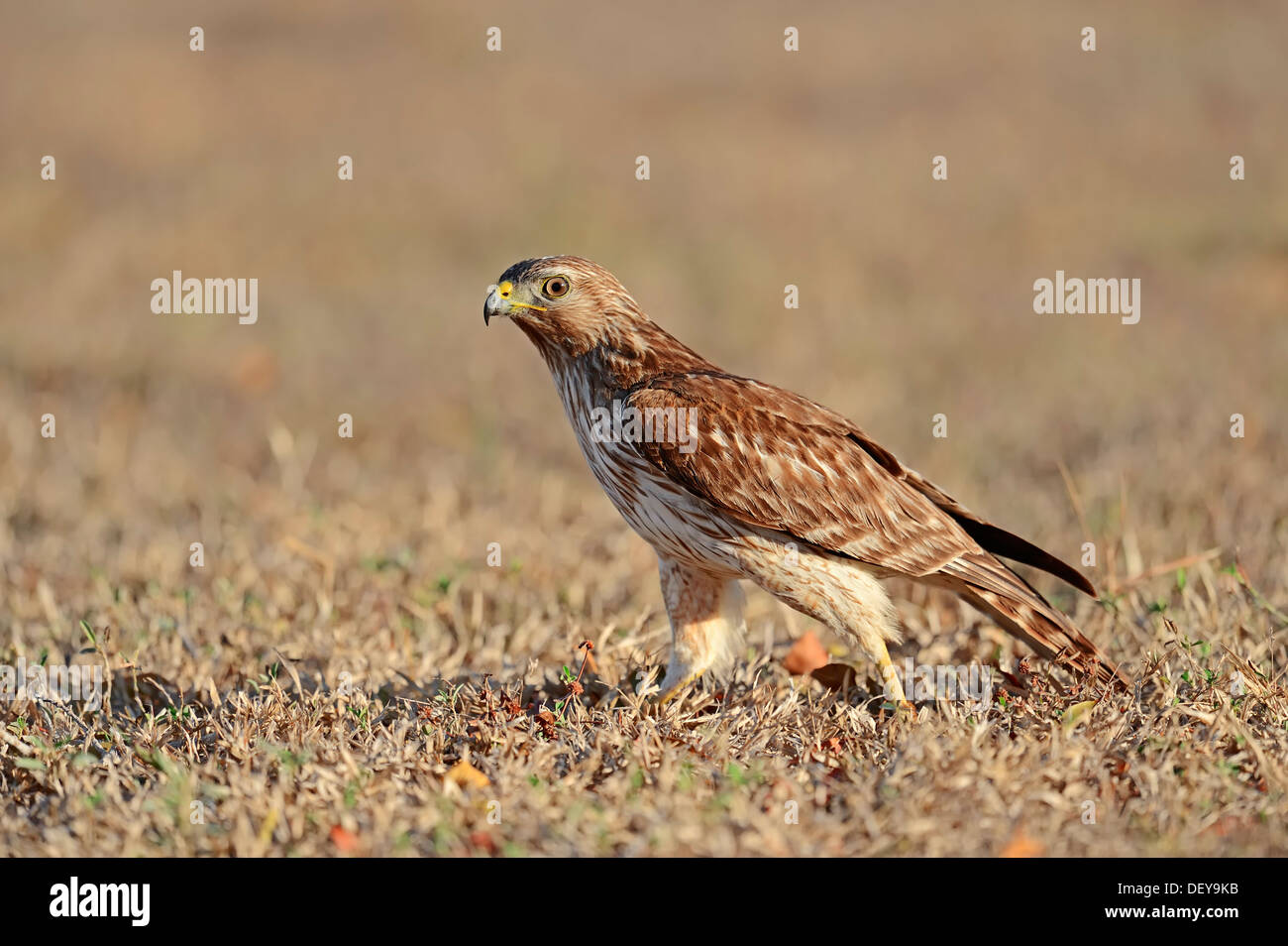 Red-shouldered Hawk (Buteo lineatus), juvenile, Everglades-Nationalpark ...