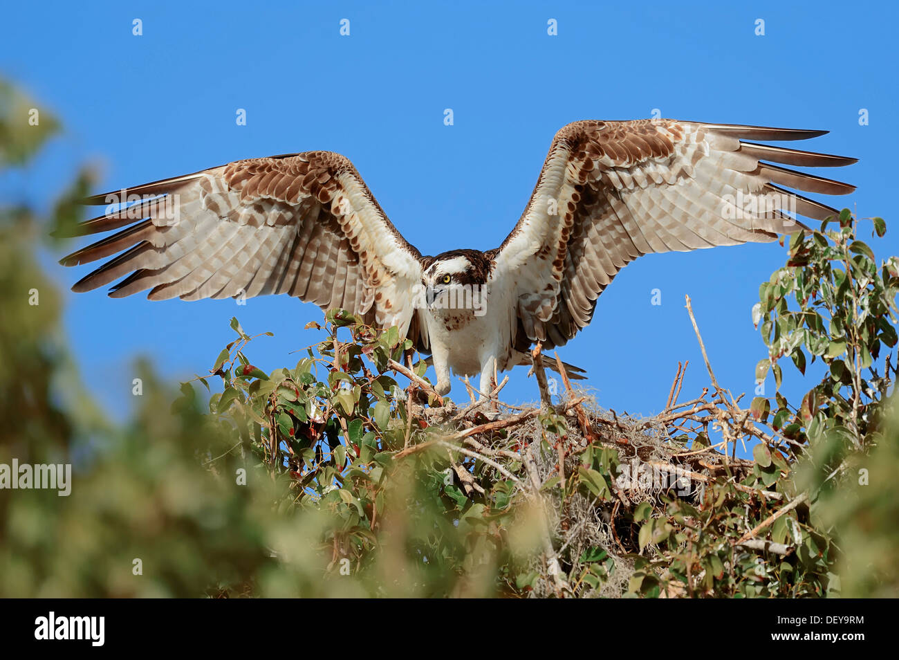 Osprey with wings spread hi-res stock photography and images - Alamy