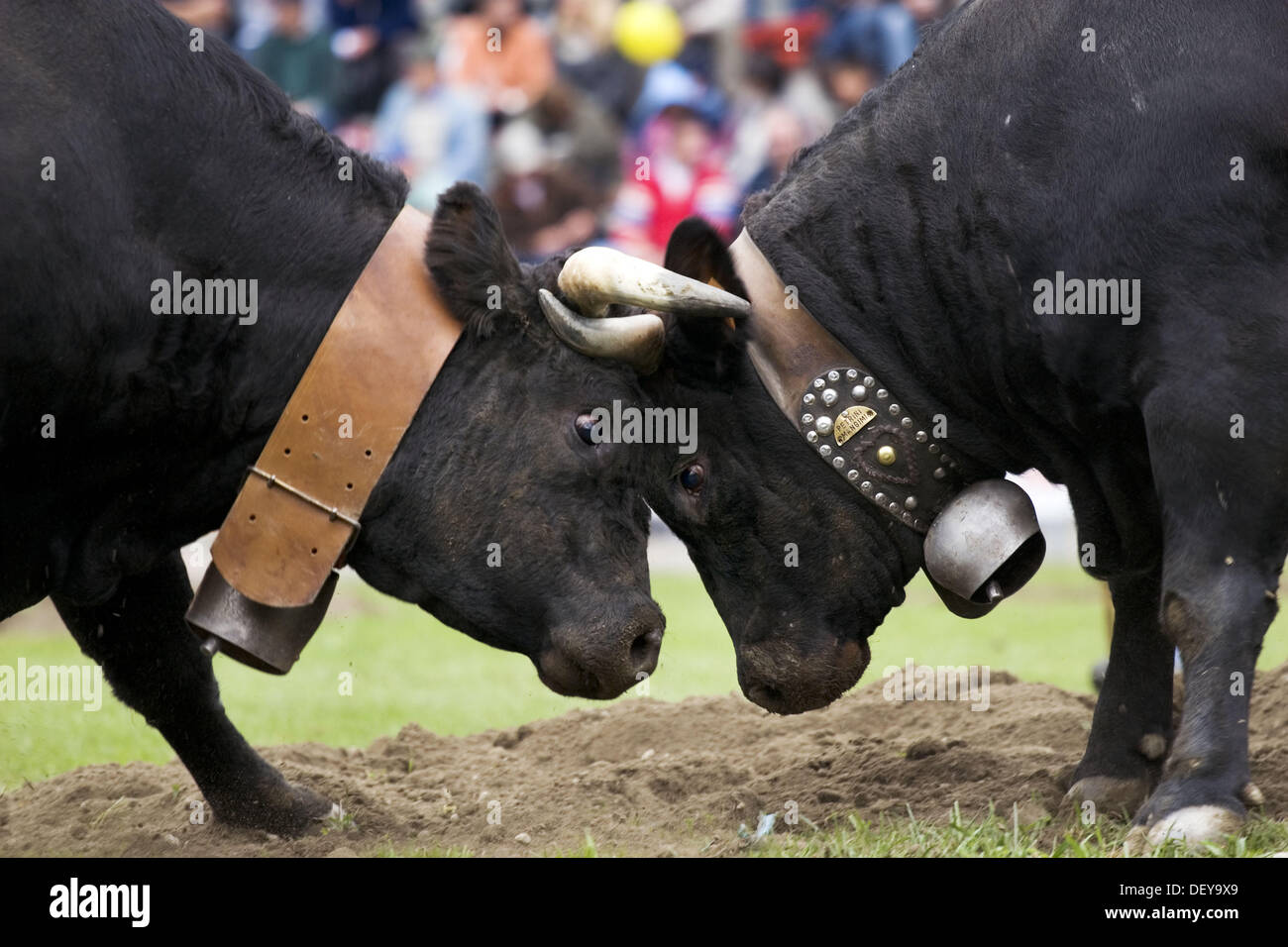 Two cows fighting during ´Bataille de Reines´ (Battle of queens) in La ...