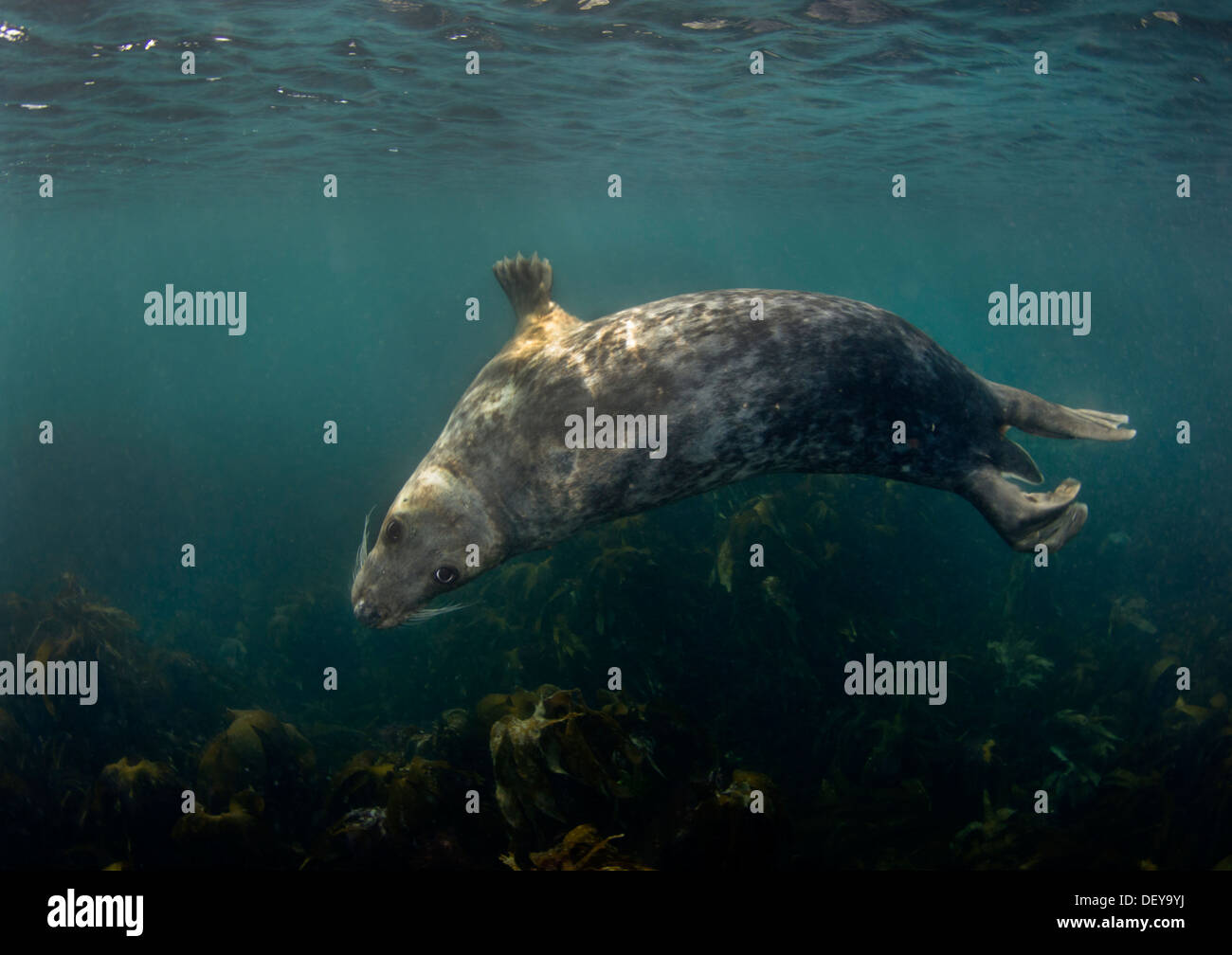 Grey seal swimming underwater, isles of scilly Stock Photo - Alamy