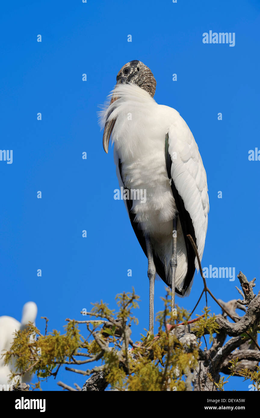Wood Stork (Mycteria americana), Florida, United States Stock Photo - Alamy