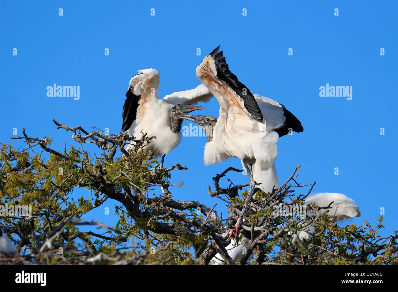 What are wood storks hi-res stock photography and images - Alamy