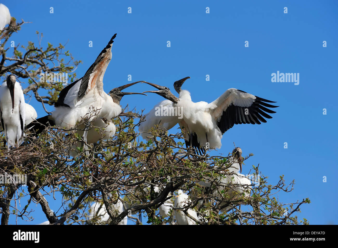 Storks breeding in colonies hi-res stock photography and images - Alamy