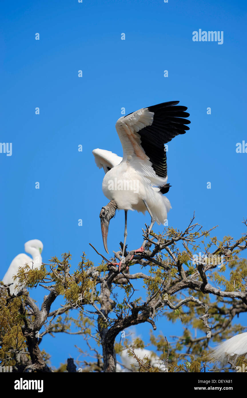 Wood Stork (Mycteria americana), Florida, United States Stock Photo - Alamy