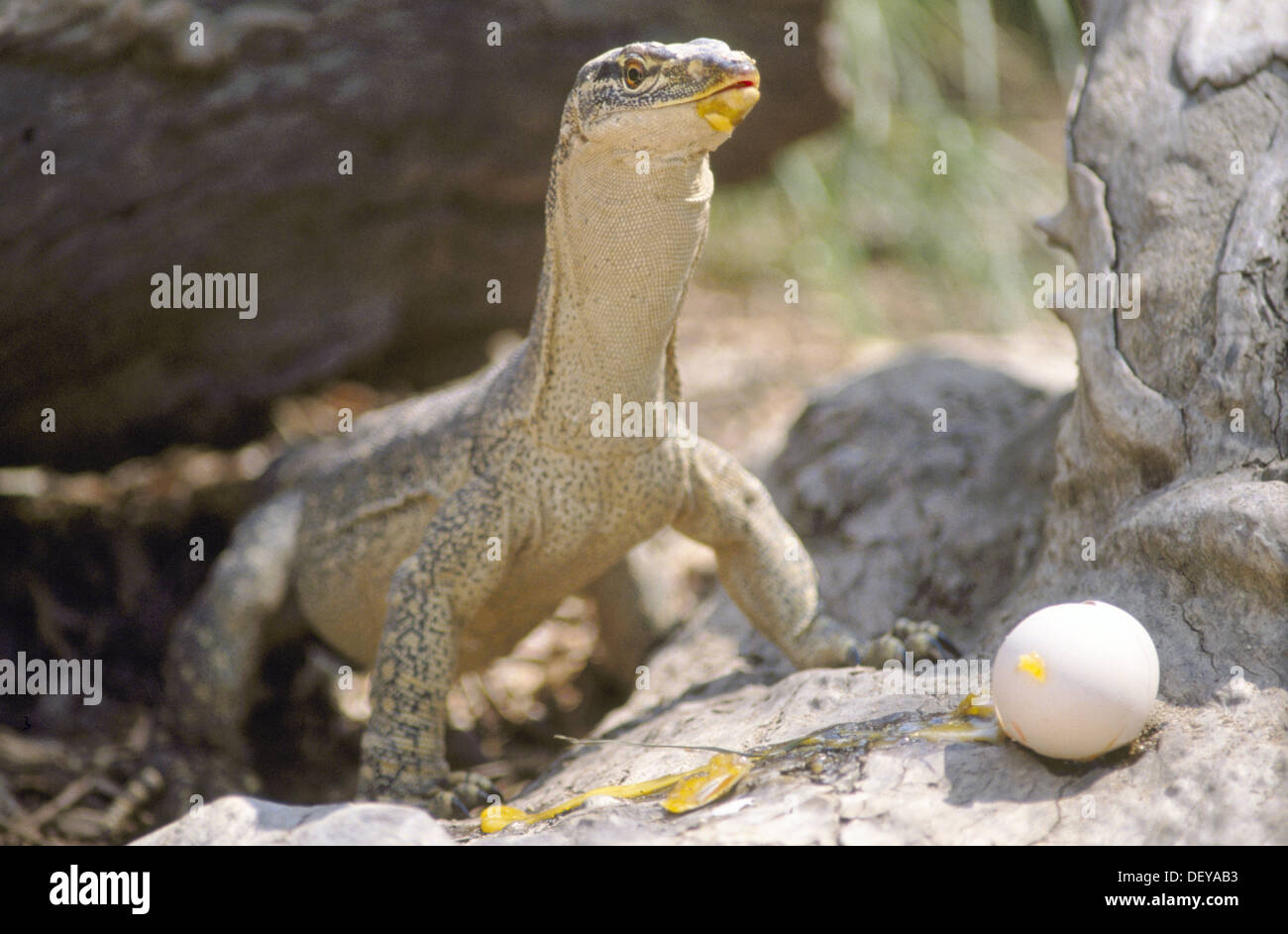 Goanna lizard australia hi-res stock photography and images - Alamy