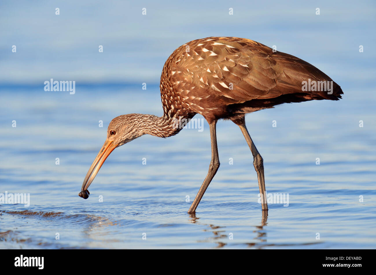 Limpkin (Aramus guarauna pictus) with a captured snail, Florida, United ...