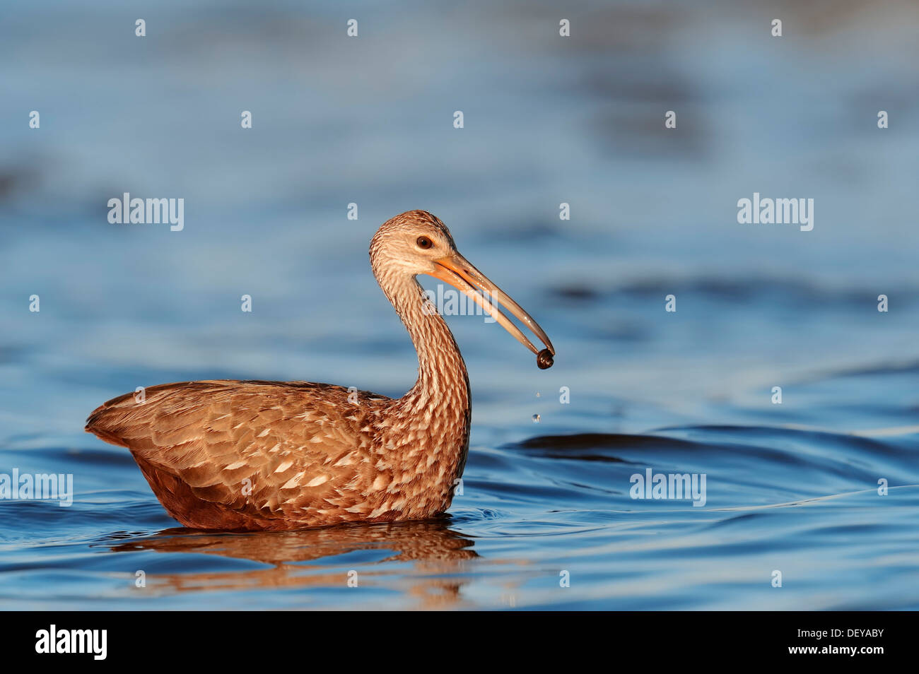 Limpkin (Aramus guarauna pictus) with a captured snail, Florida, United ...