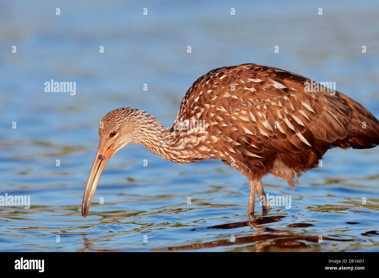 Limpkin (Aramus guarauna pictus) in search of food, Florida, United ...
