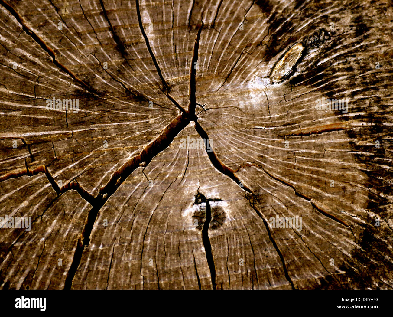 Texture Tree Rings Stock Photo - Alamy
