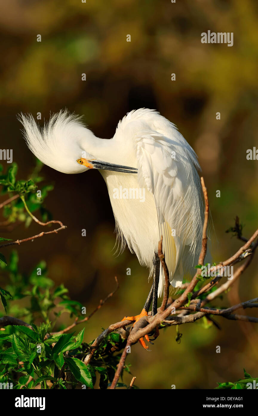 Snowy Egret (Egretta thula) preening itself, Florida, United States ...
