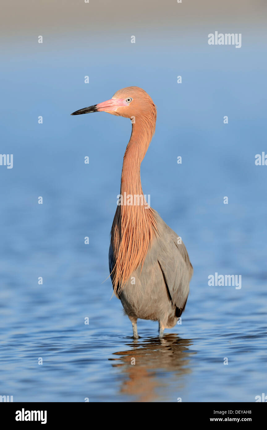 Reddish Egret (Dichromanassa rufescens, Egretta rufescens), Florida ...