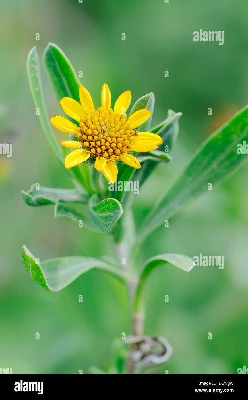 Seaside daisy hi-res stock photography and images - Alamy