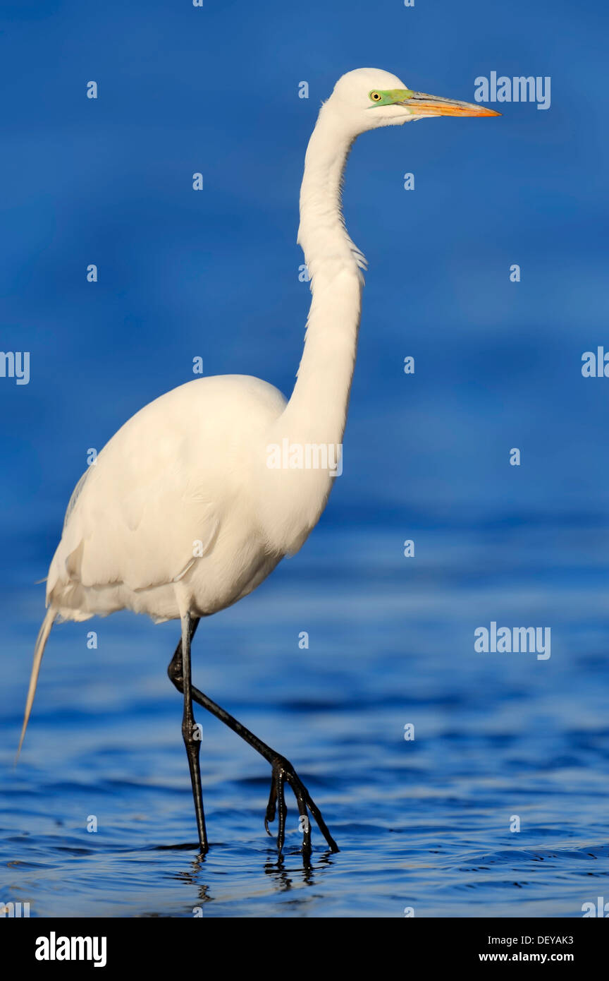 Great Egret (Casmerodius albus, Egretta alba), Florida, United States ...