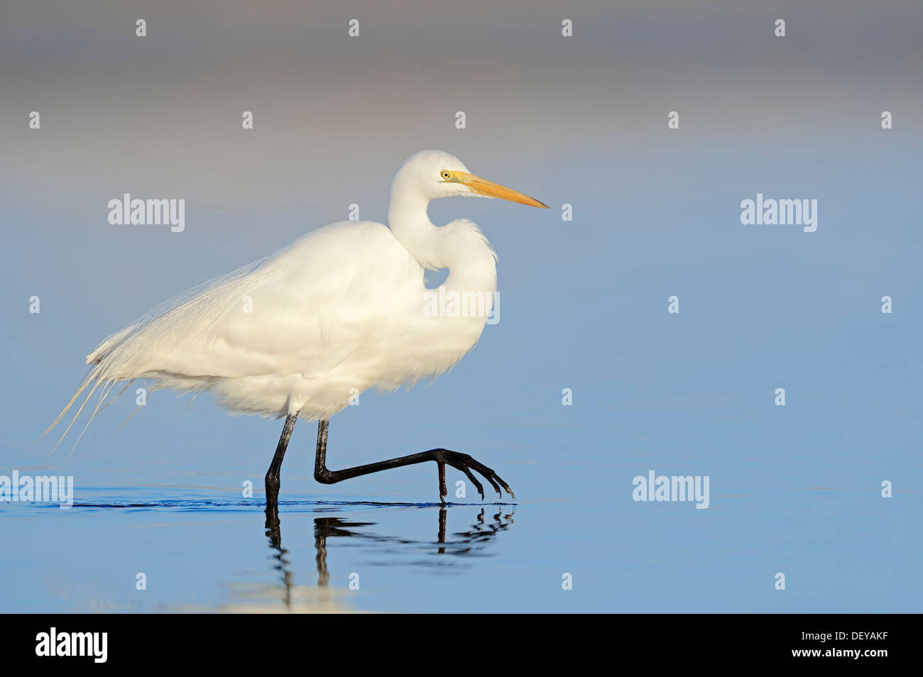 Great Egret (Casmerodius albus, Egretta alba), Florida, United States ...