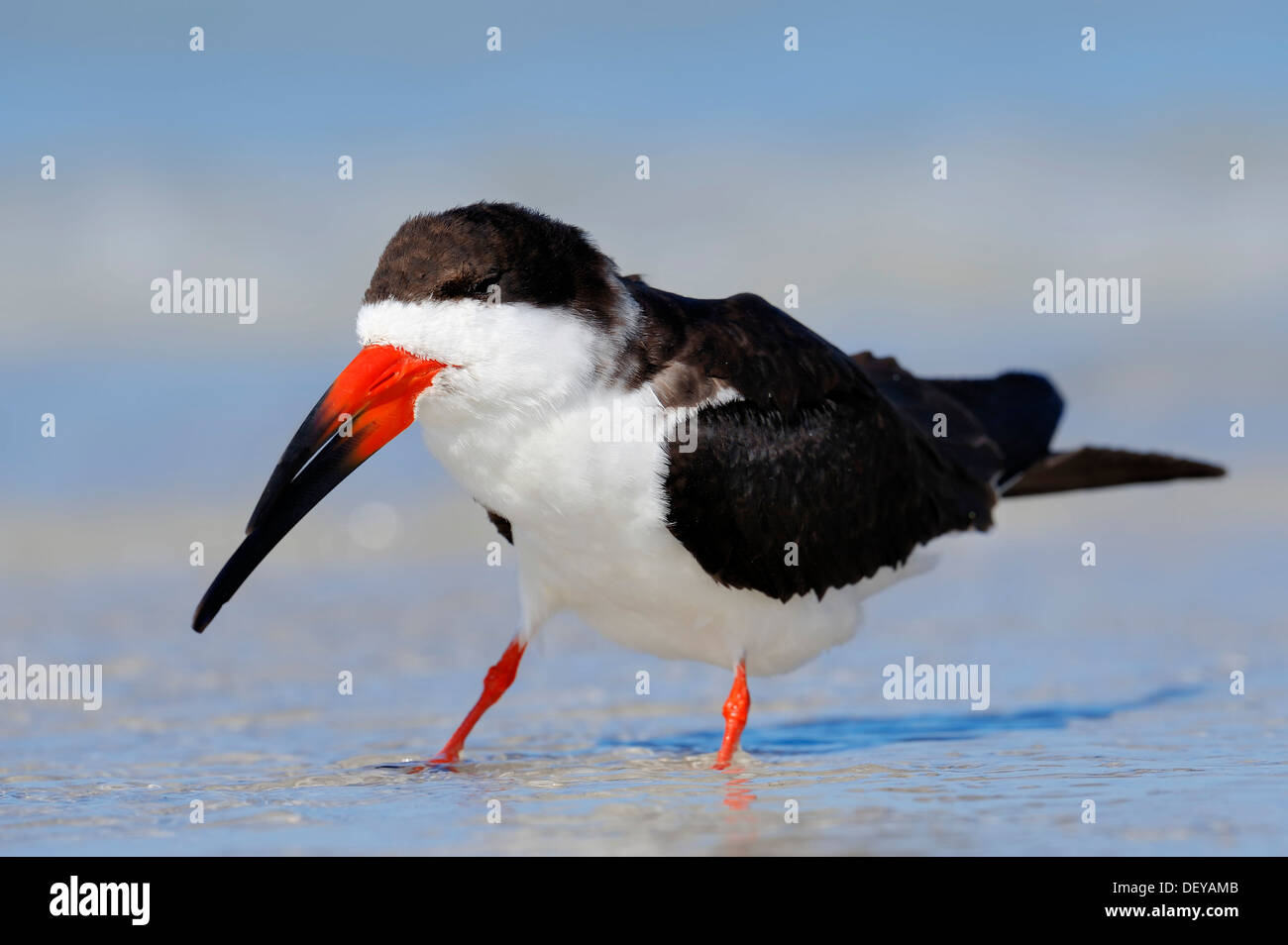 Black Skimmer (Rynchops niger), Sanibel Island, Florida, United States ...