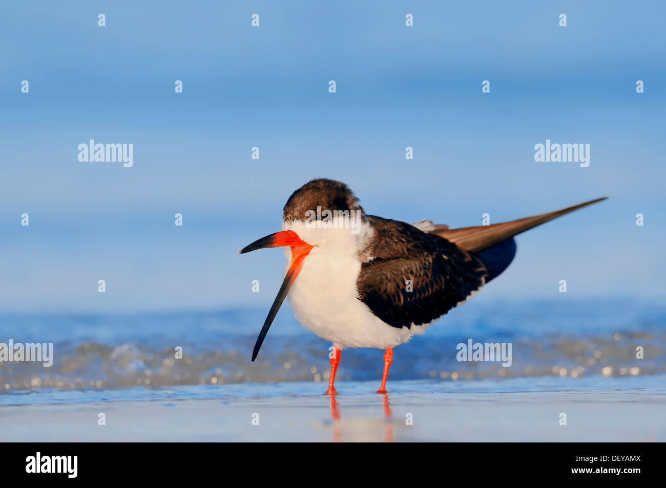 Black Skimmer (Rynchops niger), Sanibel Island, Florida, United States ...