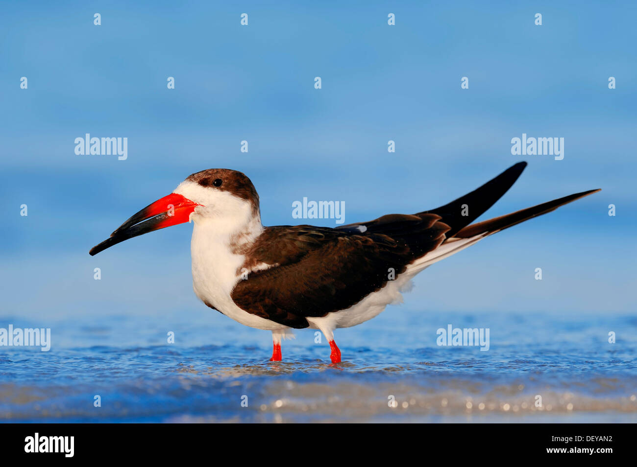 Black Skimmer (Rynchops niger), Sanibel Island, Florida, United States ...