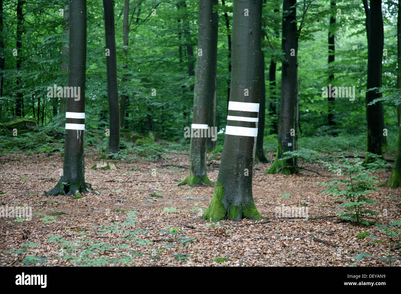 trees with white lines Stock Photo - Alamy