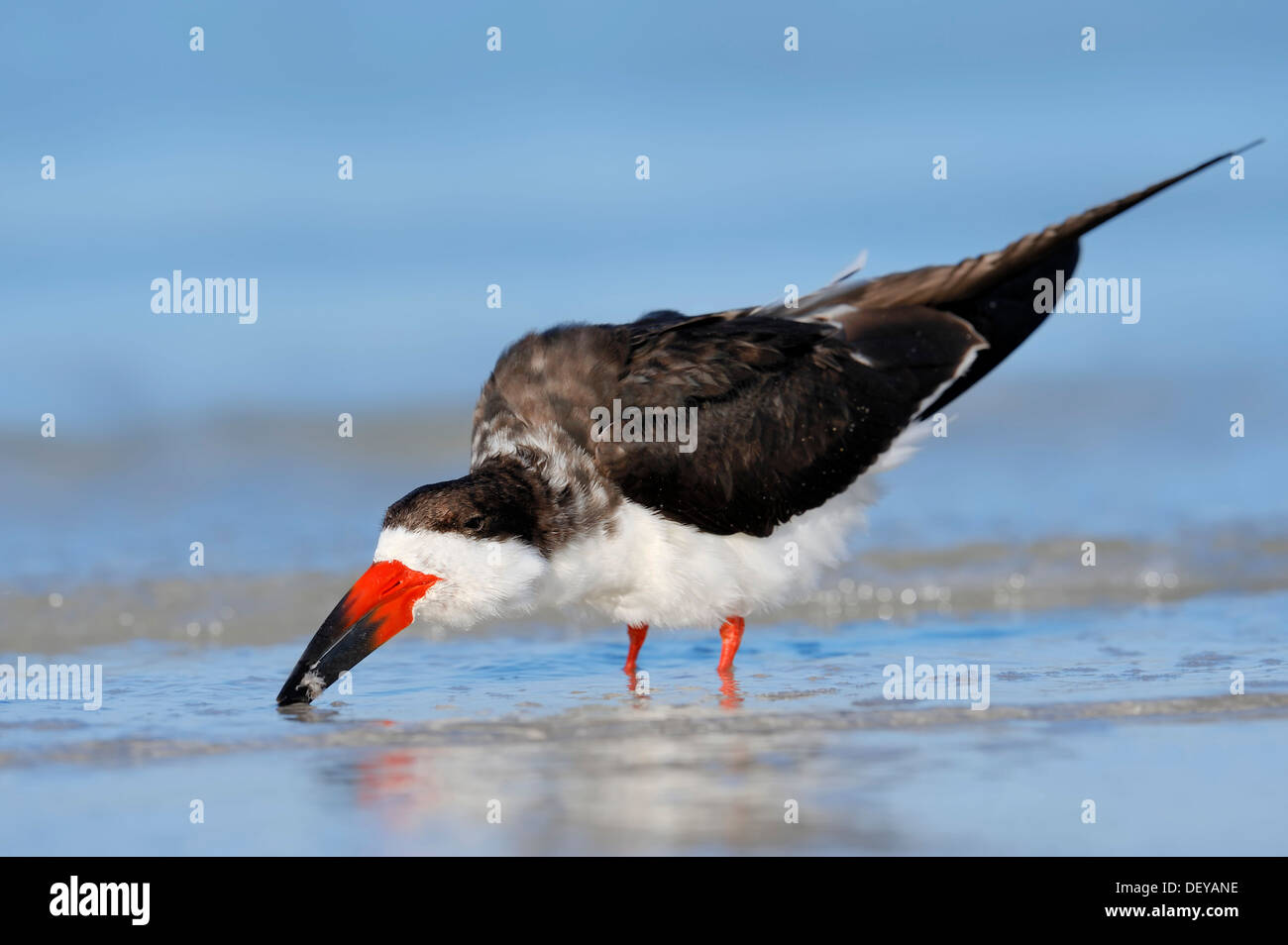 Black Skimmer (Rynchops niger), Sanibel Island, Florida, United States ...