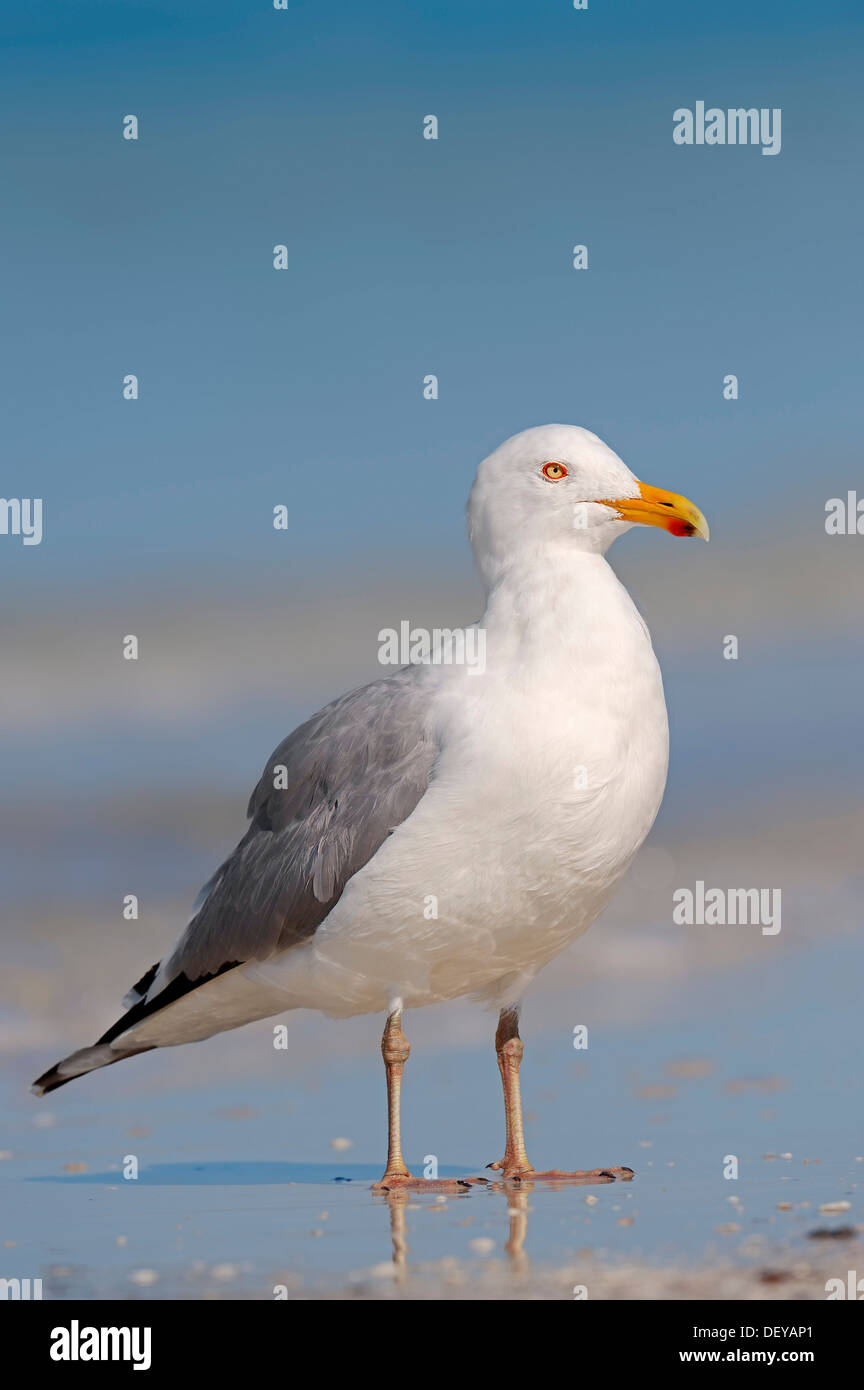 American Herring Gull or Smithsonian Gull (Larus smithsonianus) on the ...