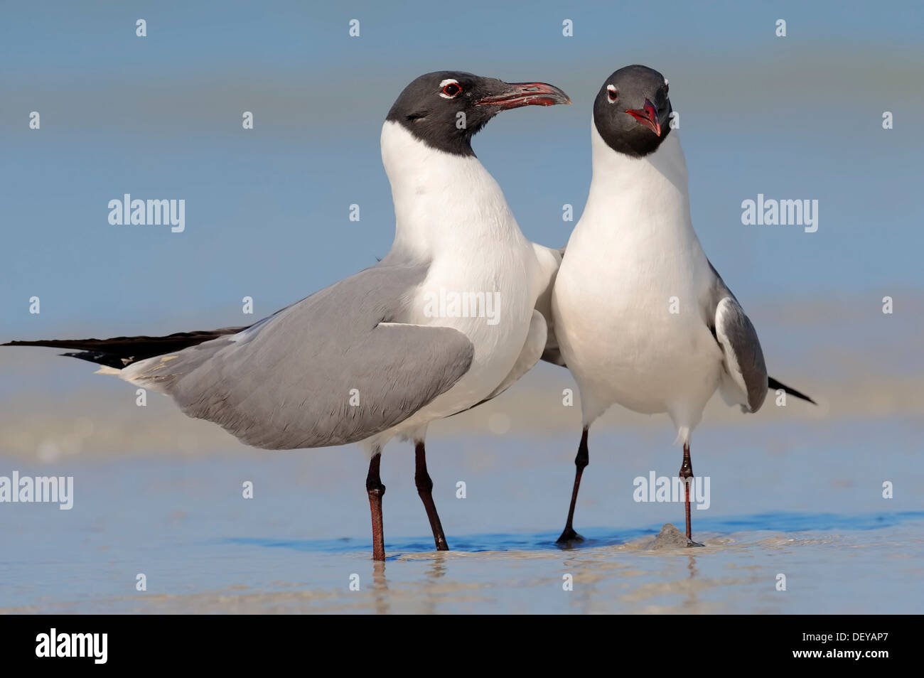 Laughing gull on the beach hi-res stock photography and images - Alamy